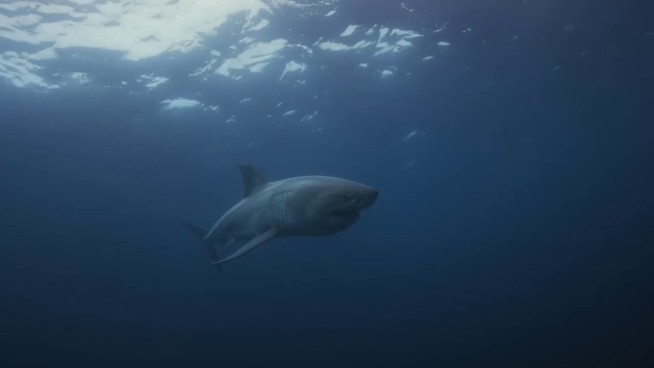 Shark_new Object Detection Dataset by Yolonew