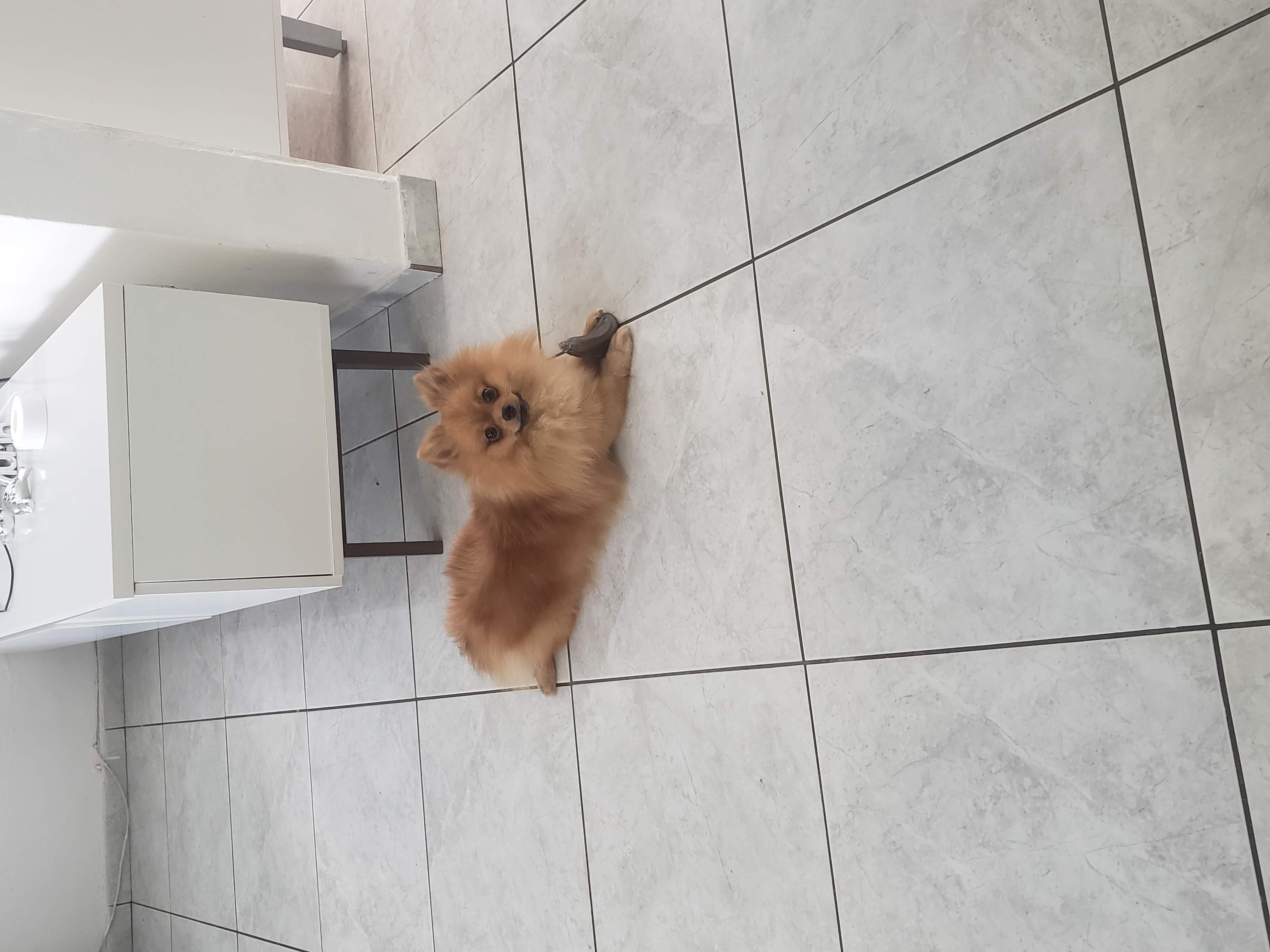 Dogs Pose Recognition Object Detection Dataset and Pre-Trained Model by ...