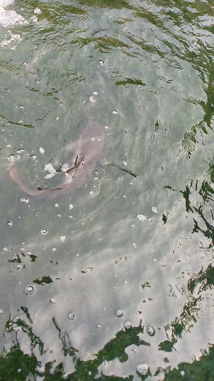 catfish 4 classes Object Detection Dataset and Pre-Trained Model by ...