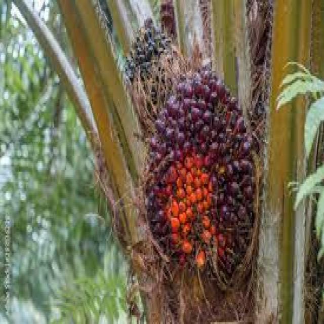 Palm Oil Counting Object Detection Dataset By Gerarldo Indra