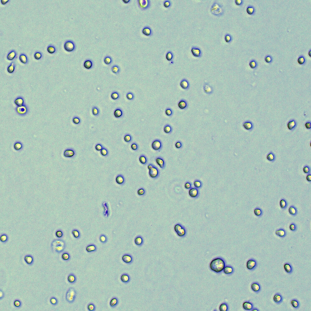 cell Semantic Segmentation Dataset and Pre-Trained Model by gnano