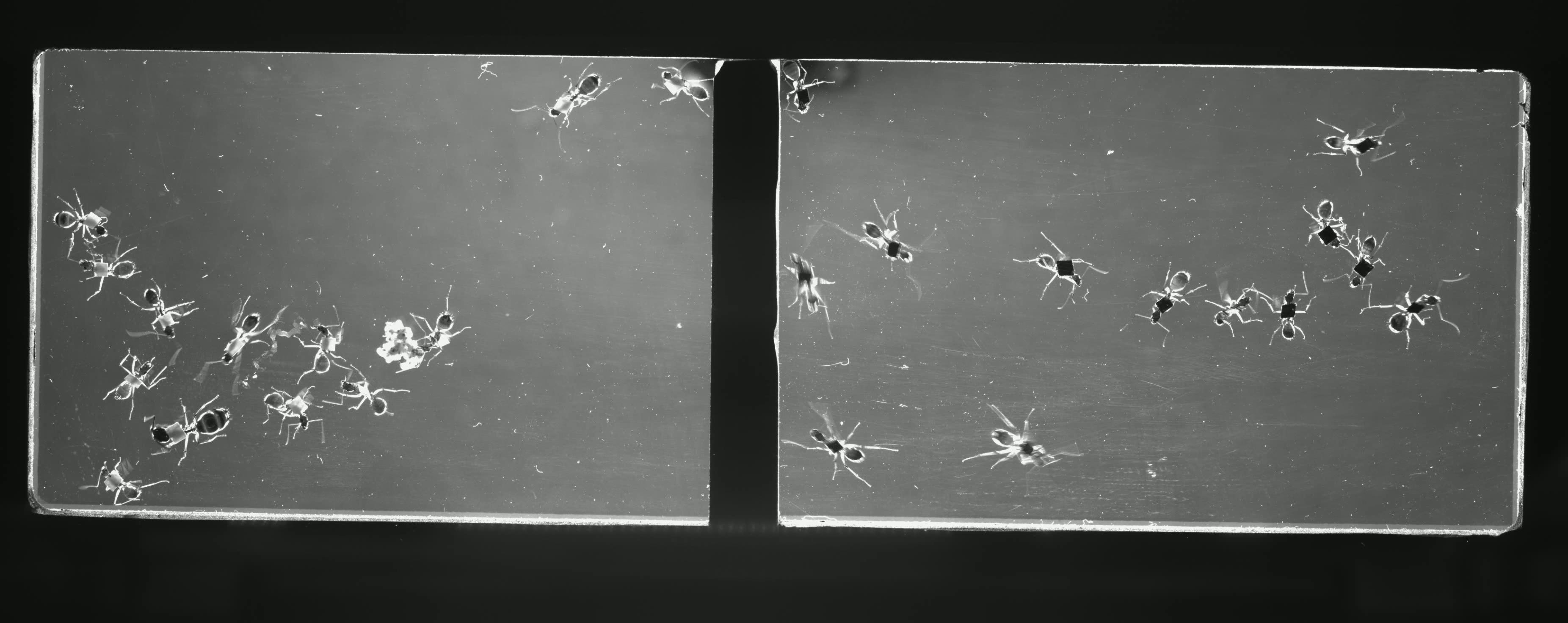 Ants Object Detection Dataset by TrackingAnts