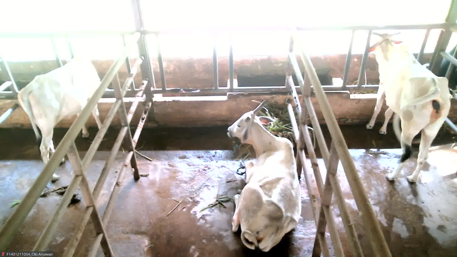 How To Use The New Cattle Object Detection Api