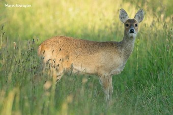 deer Object Detection Dataset by ic