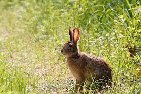 rabbit Object Detection Dataset by ic