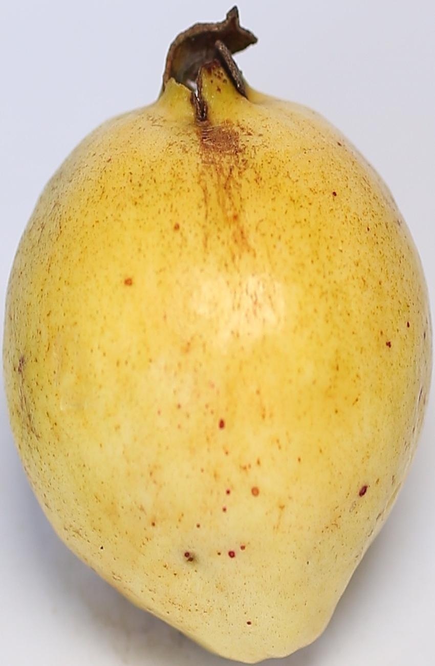 Guava Object Detection Dataset and Pre-Trained Model by Chitralada School