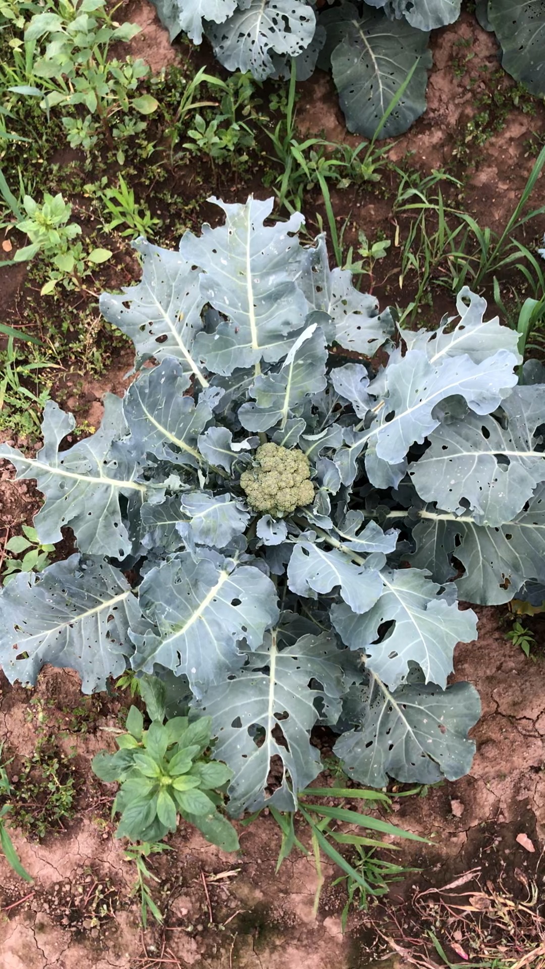 Programming spot - Roboflow Universe