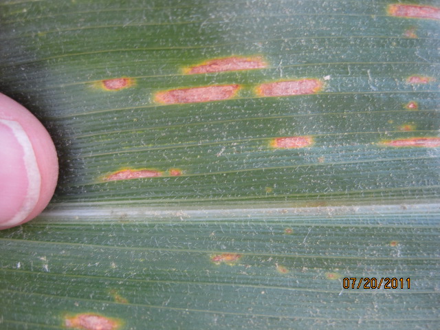 Corn Disease detection Object Detection Dataset and Pre-Trained Model by project