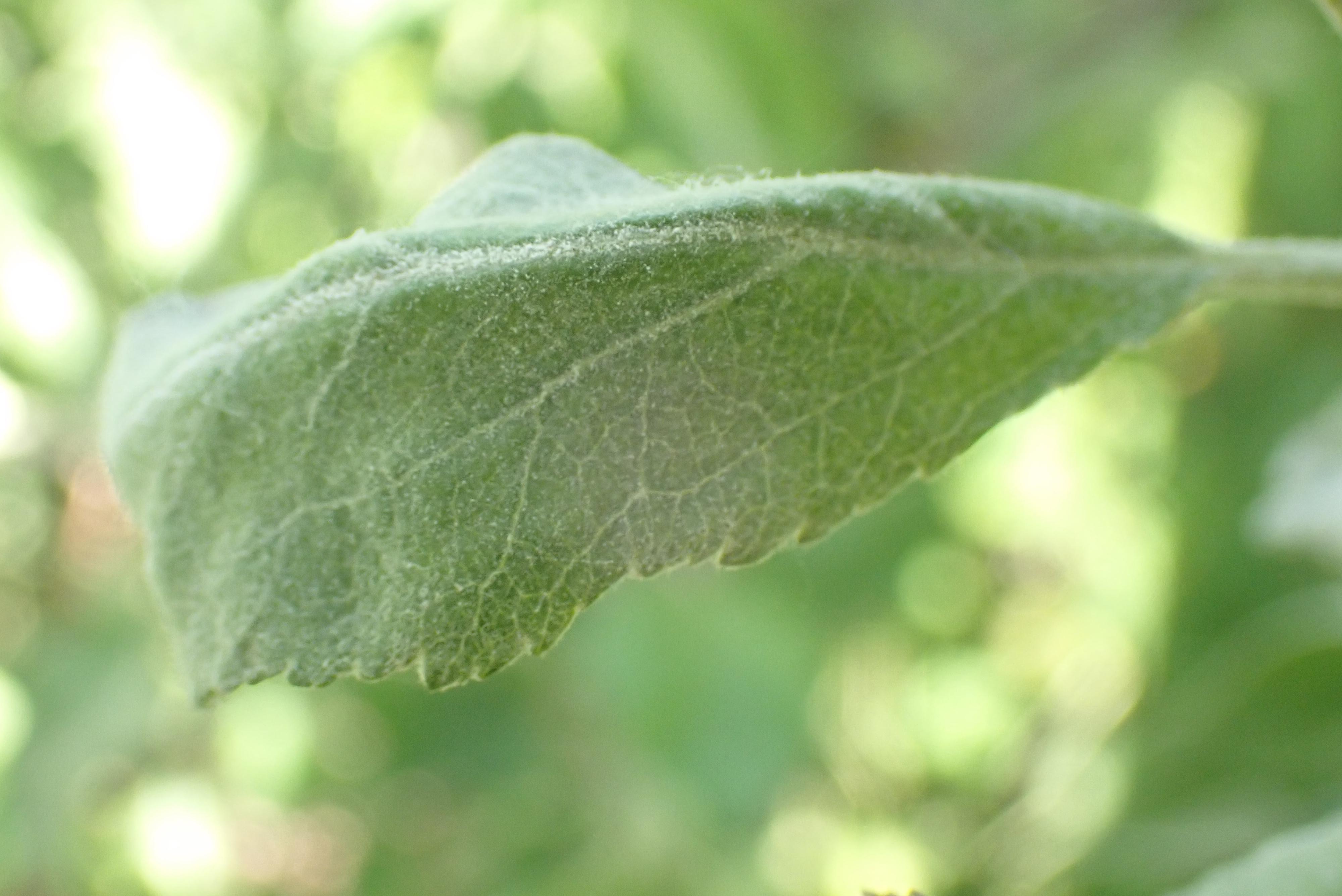 Apple Leaf Disease Dataset - Roboflow Universe Apple Leaf Disease Dataset - Roboflow Universe