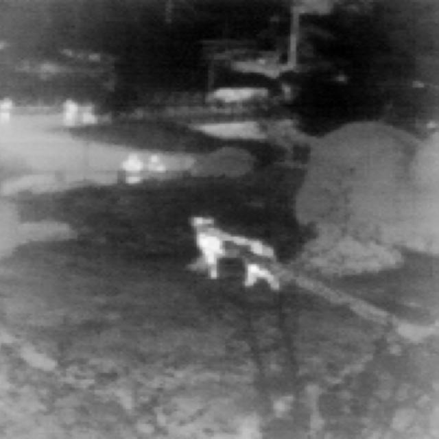 Isl Using Yolov5 Object Detection Dataset And Pre Tra