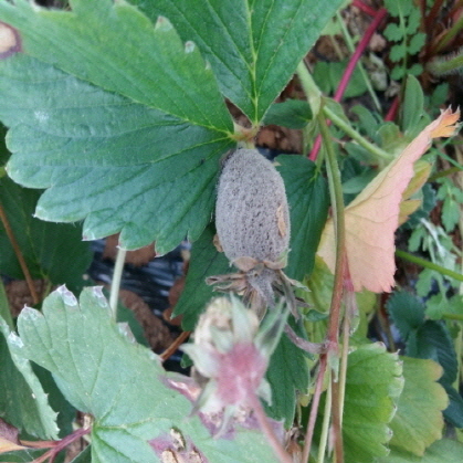 Strawberry diseases#1 Object Detection Dataset by Sichuan Agricultural ...