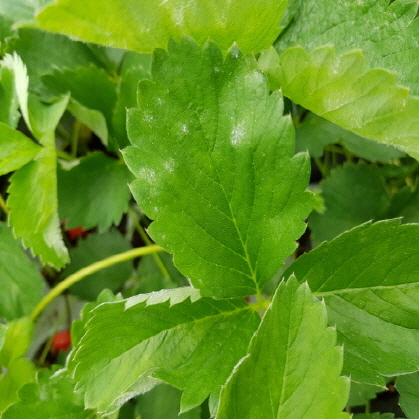 Strawberry diseases#1 Object Detection Dataset by Sichuan Agricultural ...
