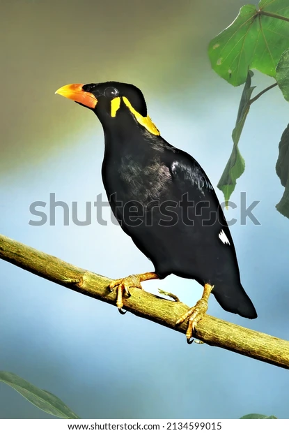 bird Object Detection Dataset by UDCK