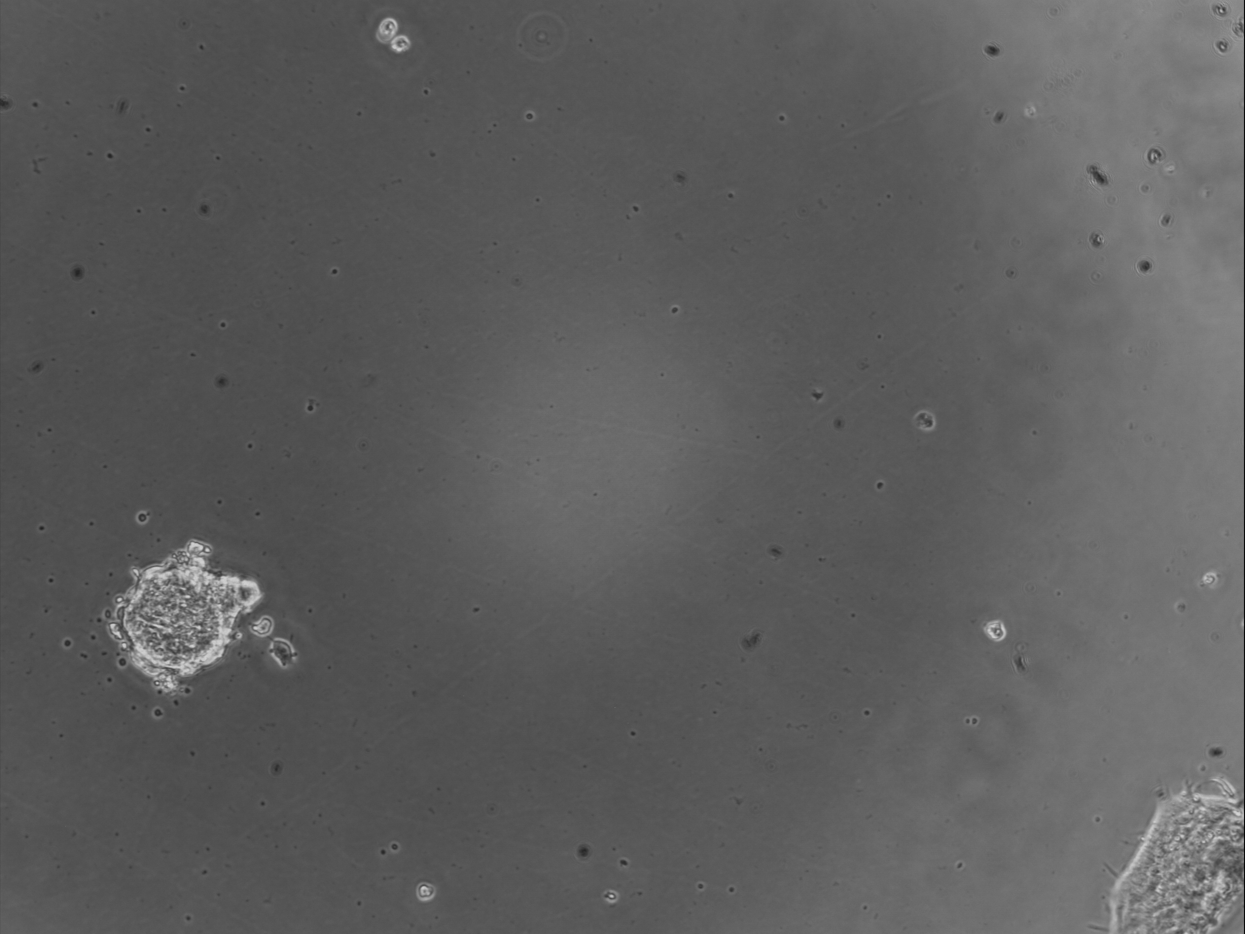 How to Use the london-cranes Object Detection API