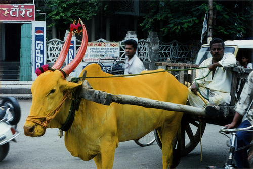 sapi Object Detection Dataset and Pre-Trained Model by Hewan1 Yosi