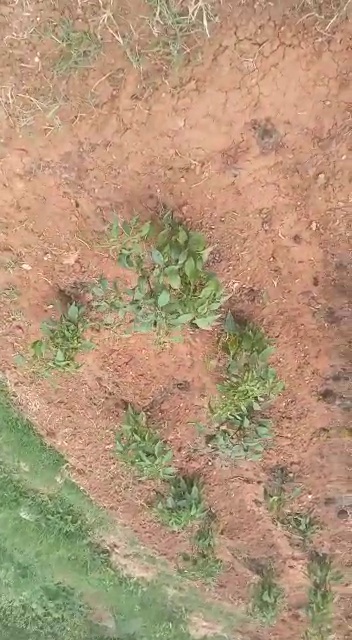 chilli plant Object Detection Dataset by Agri