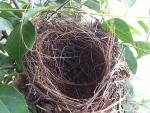 nest Object Detection Dataset by CUGB