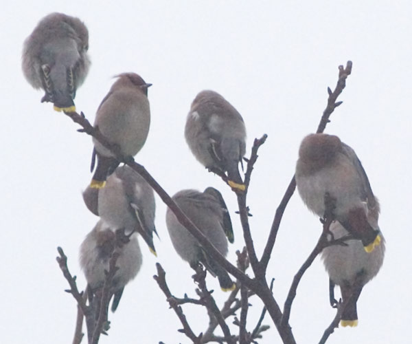 bird_coco Object Detection Dataset by Drone