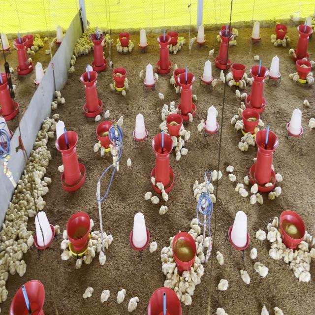 Bird Detection Object Detection Dataset By Sushma Priyanka Mangalarapu