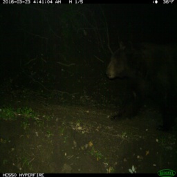 Animal detection Object Detection Dataset by Nadia