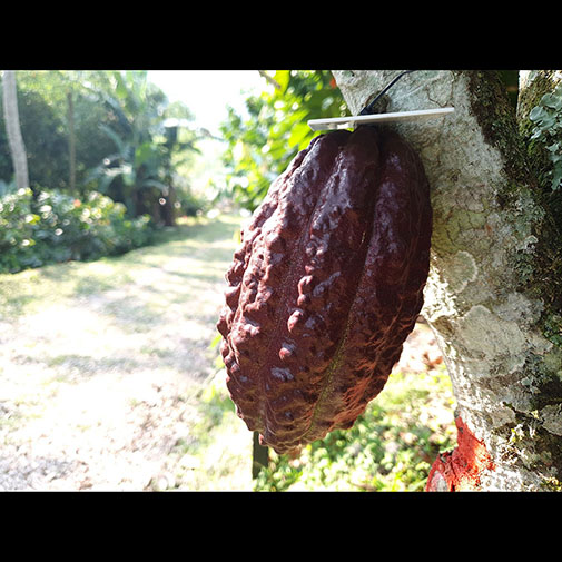 cacao-detection-and-ripeness-classification Object Detection Dataset ...