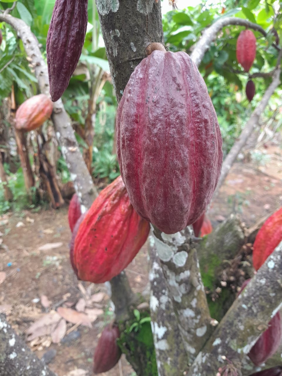 cacao-detection-and-ripeness-v04-kaggle-ca Object Detection Dataset by ...