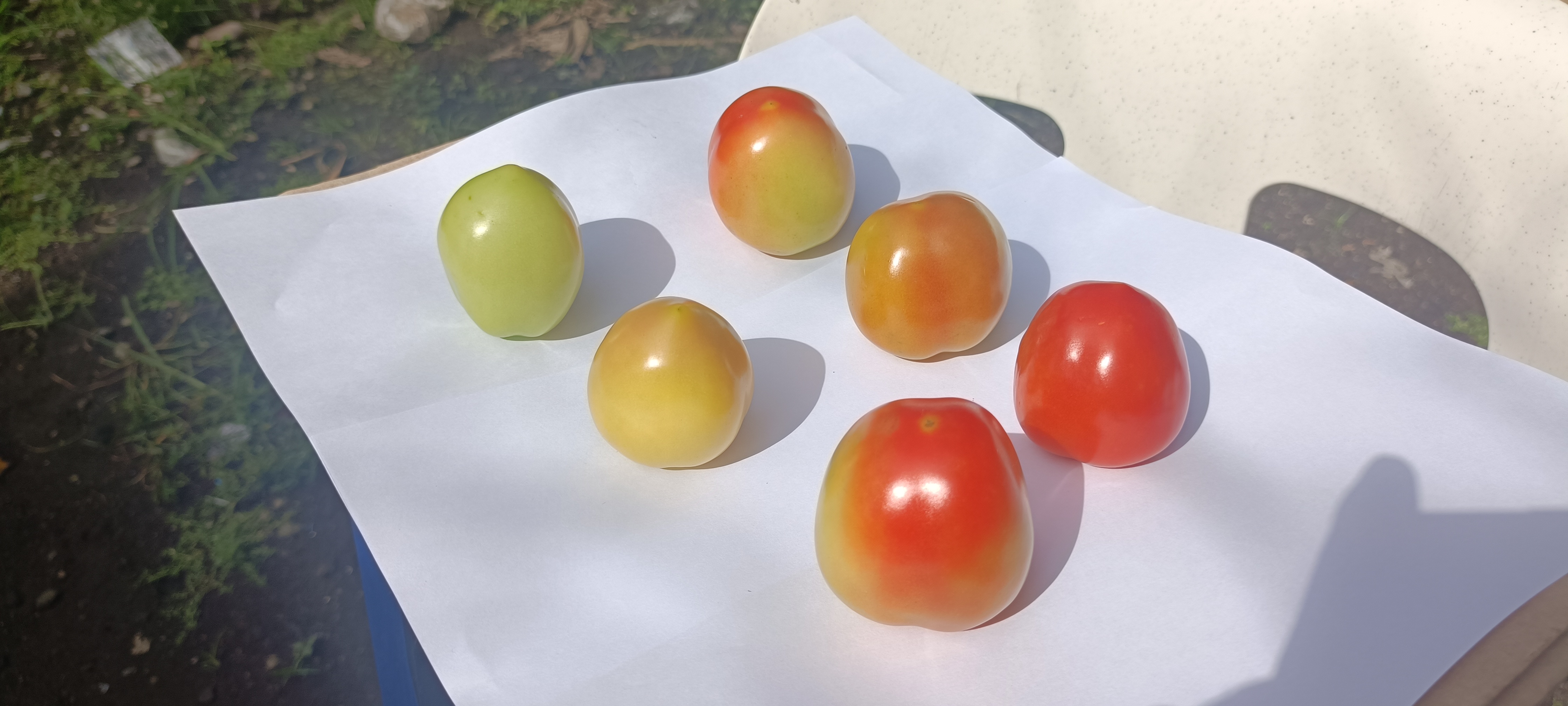 Tomato Detection Object Detection Dataset V19 2023 04 06 3 48pm By