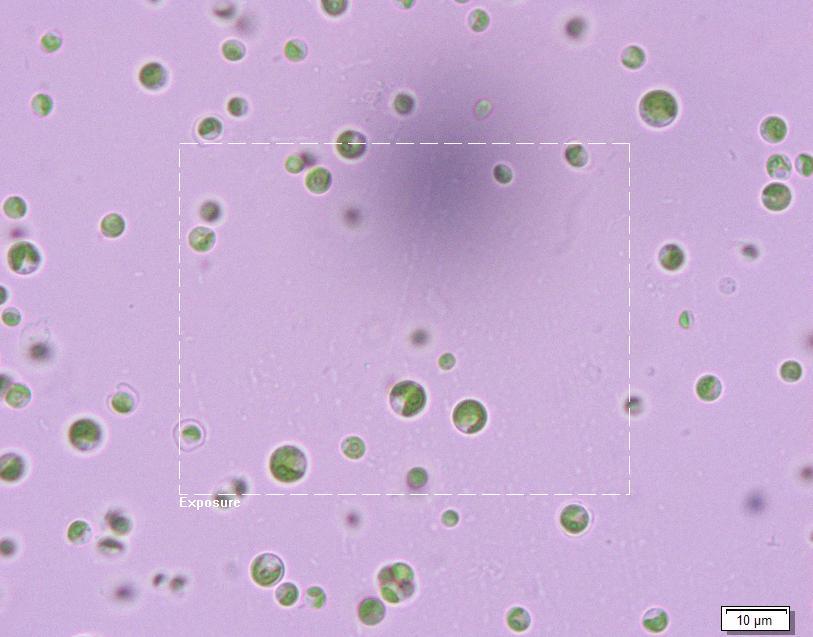 THESIS Instance Segmentation Dataset by Universitas Brawijaya