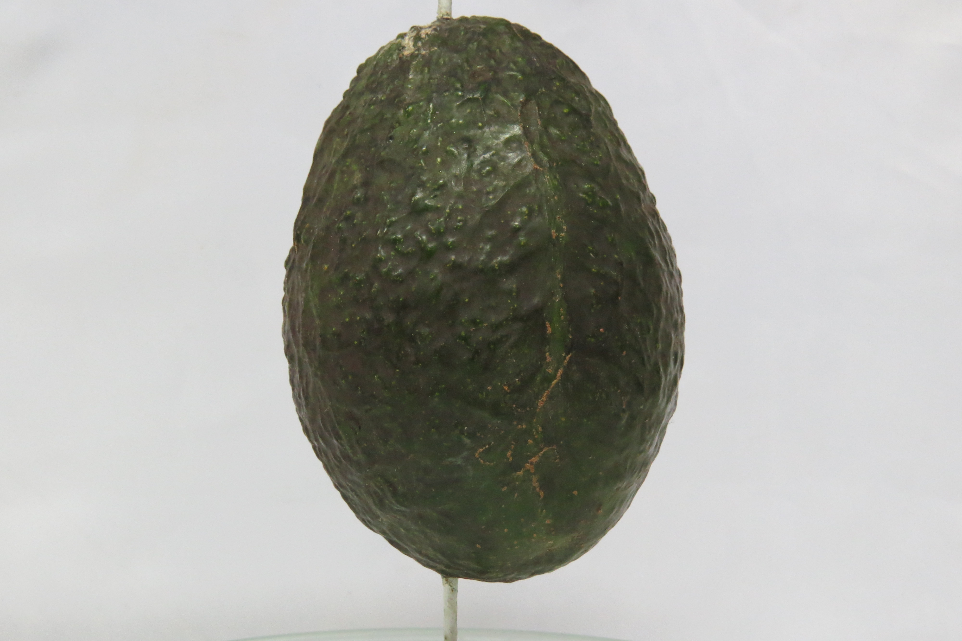 avocado-ripness-detection Object Detection Dataset by avocadodetector