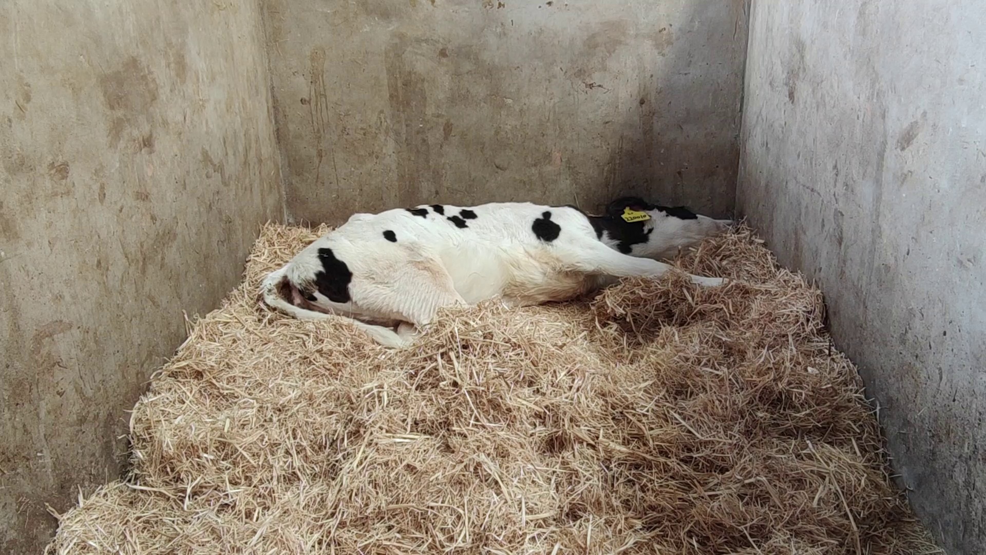 Cow Object Detection Dataset By New Workspace Ictgz