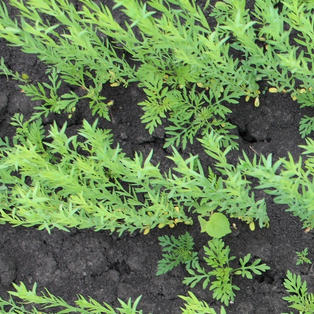 weeds_crops Object Detection Dataset by weedsdetection