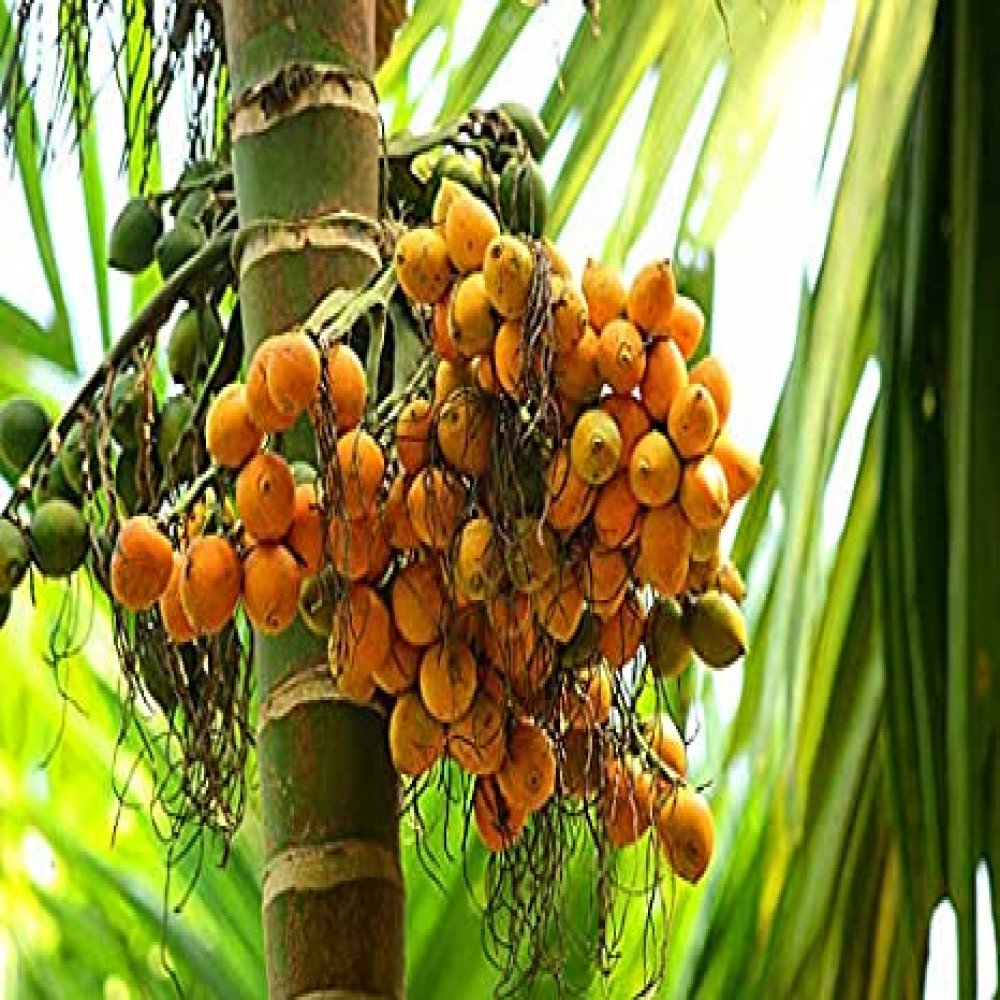 Arecanut Detection Object Detection Dataset V2 2022 08 04 4 46pm By Arecanut