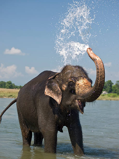 animals-instance-segmentation Instance Segmentation Dataset and Pre-Trained Model by trial