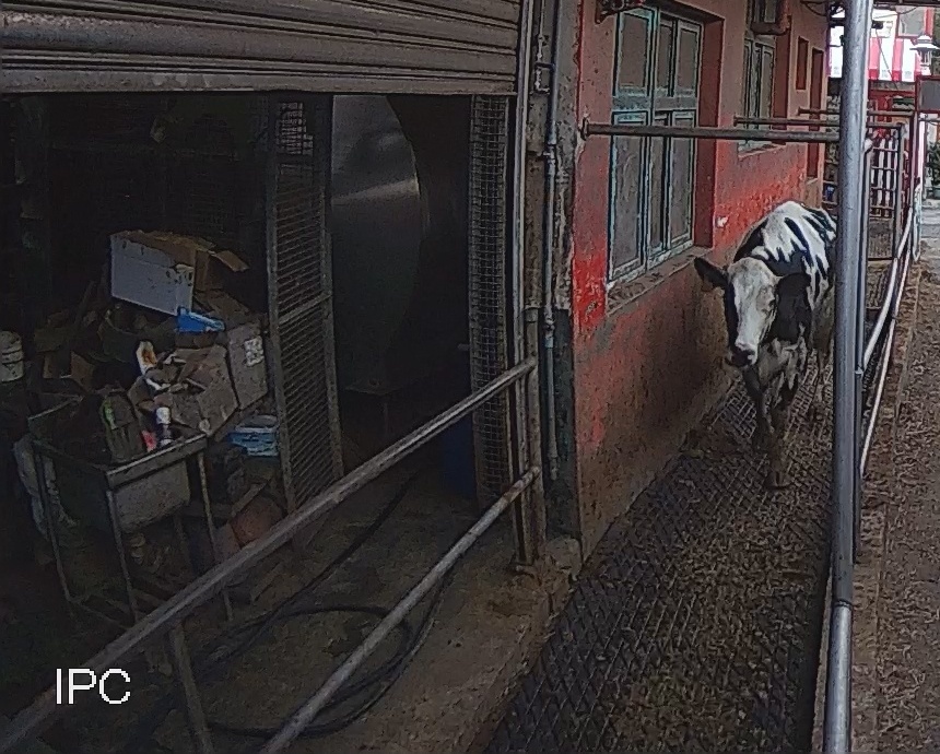 Cow Mask Instance Segmentation Dataset And Pre Trained Model By Cowmaster