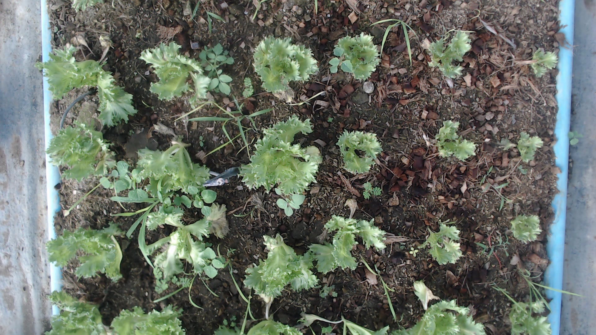 How to Use the GreenOak Instance Segmentation API