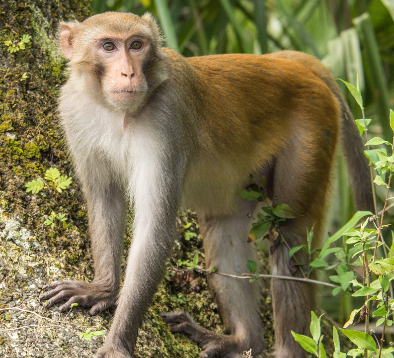 Monkey Detection Object Detection Dataset by B V Raju Institute of Technology