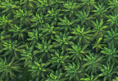 palm oil tree Object Detection Dataset and Pre-Trained Model by usim