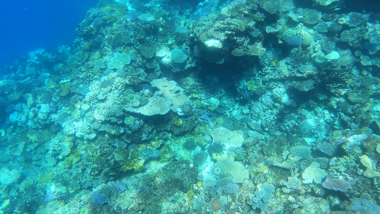 STARFISH Object Detection Dataset by Elisa De Roo