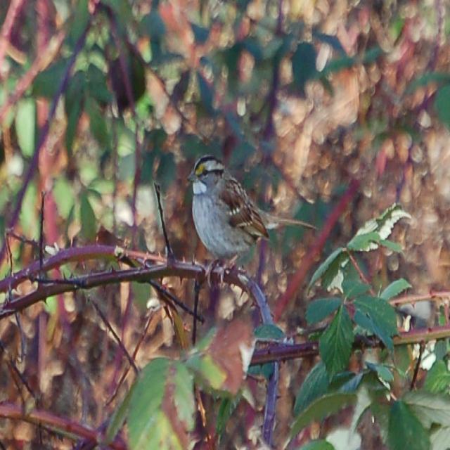 Bird identification V2 Object Detection Dataset by BirdProject Bird identification V2 Object Detection Dataset by BirdProject