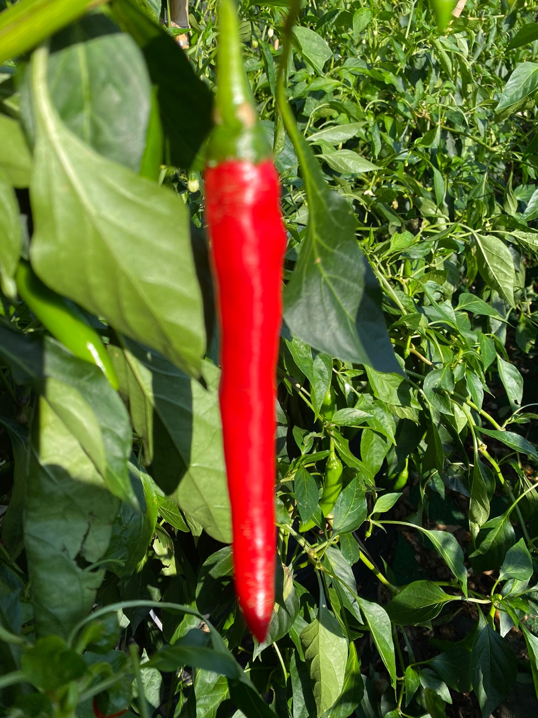 pepper Classification Dataset and Pre-Trained Model by plant virus