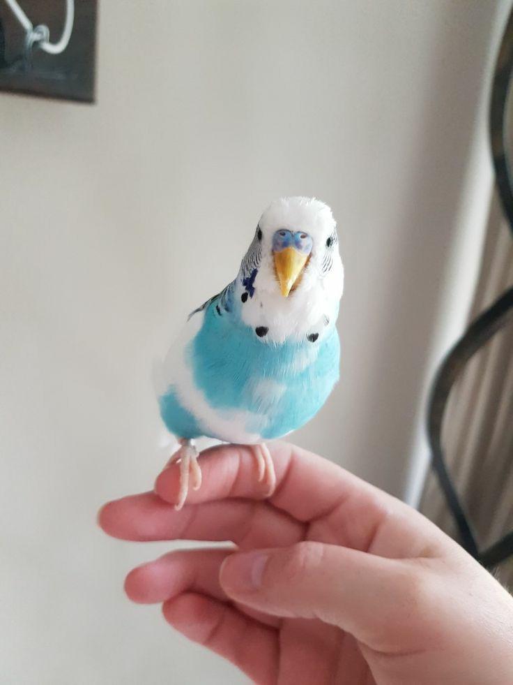 Birds Detection Object Detection Dataset By Class