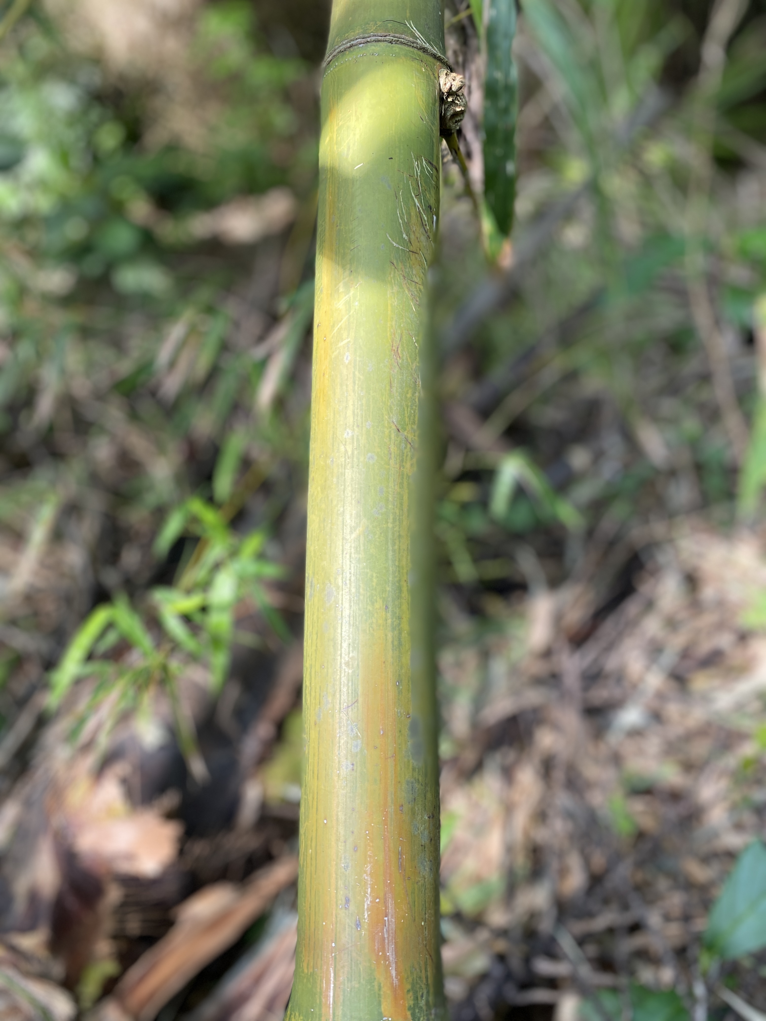 Classification of Bamboo Classification Dataset by Ahok