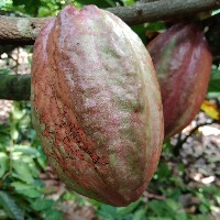COCOA DISEASE DETECTION Object Detection Dataset by Miss Nyarko