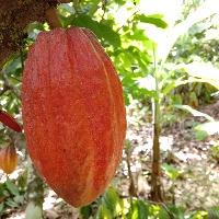 COCOA DISEASE DETECTION Object Detection Dataset by Miss Nyarko