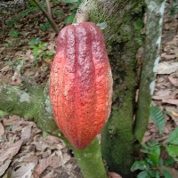 COCOA DISEASE DETECTION Object Detection Dataset by Miss Nyarko