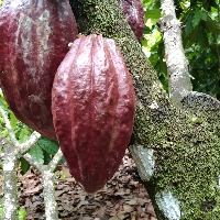 COCOA DISEASE DETECTION Object Detection Dataset by Miss Nyarko