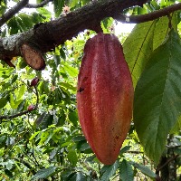 COCOA DISEASE DETECTION Object Detection Dataset by Miss Nyarko