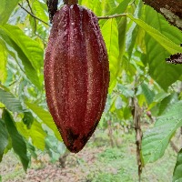 COCOA DISEASE DETECTION Object Detection Dataset by Miss Nyarko