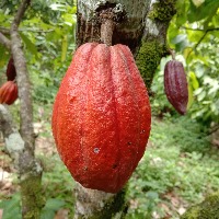 COCOA DISEASE DETECTION Object Detection Dataset by Miss Nyarko