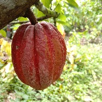 COCOA DISEASE DETECTION Object Detection Dataset by Miss Nyarko